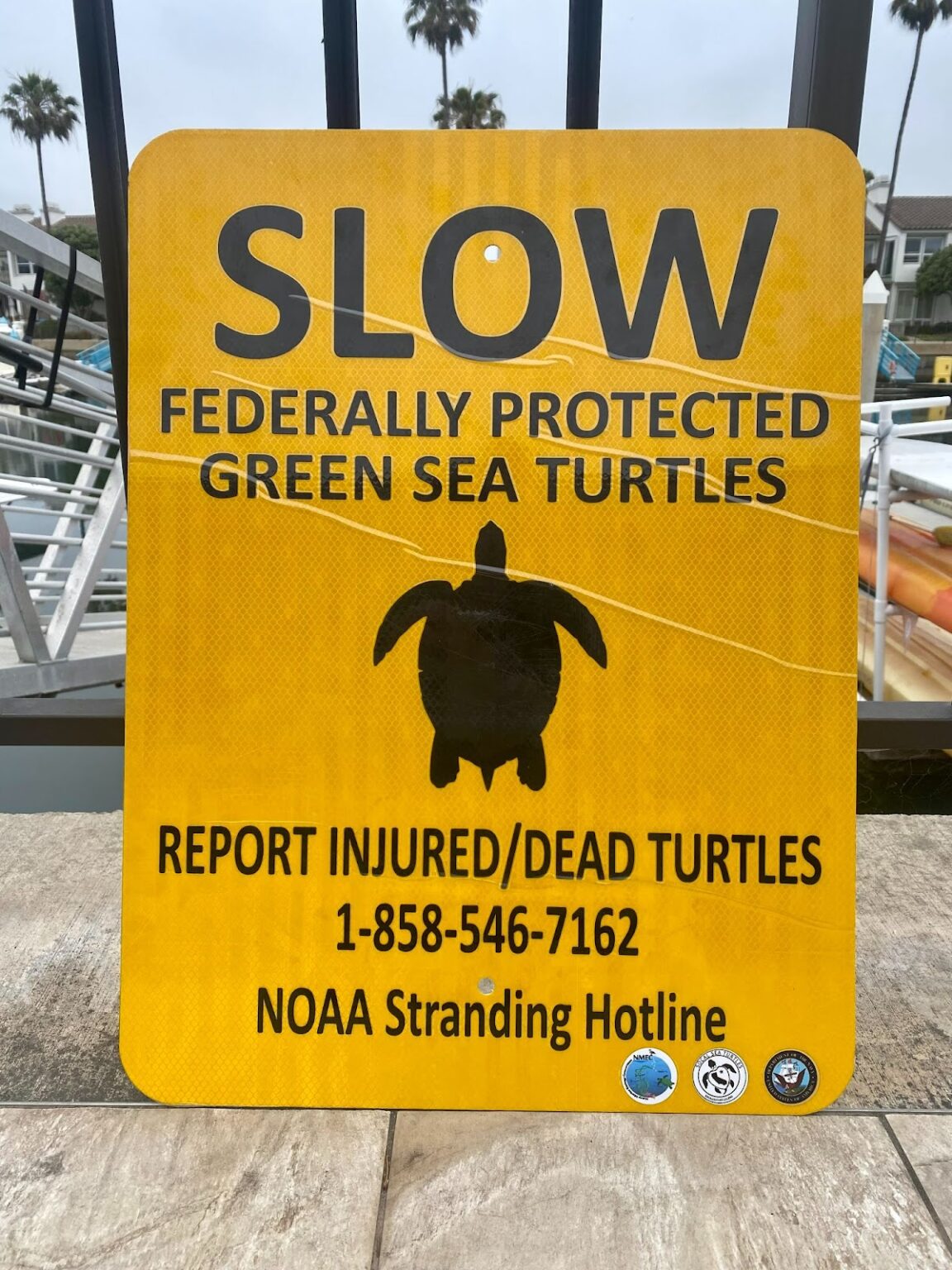 The Comeback of the Black Sea Turtle in San Diego Bay | San Diego ...
