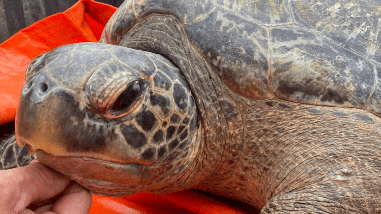 The Comeback of the Black Sea Turtle in San Diego Bay | San Diego ...