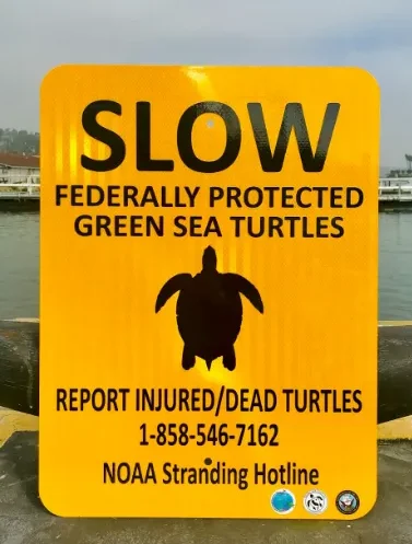 How to Help (and See) Green Sea Turtles In California This Summer ...