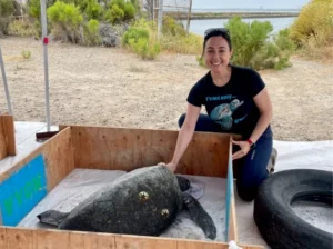 How to Help (and See) Green Sea Turtles In California This Summer ...