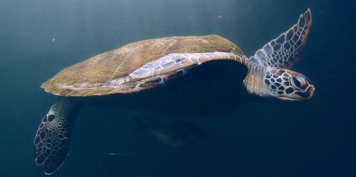 How to Help (and See) Green Sea Turtles In California This Summer ...