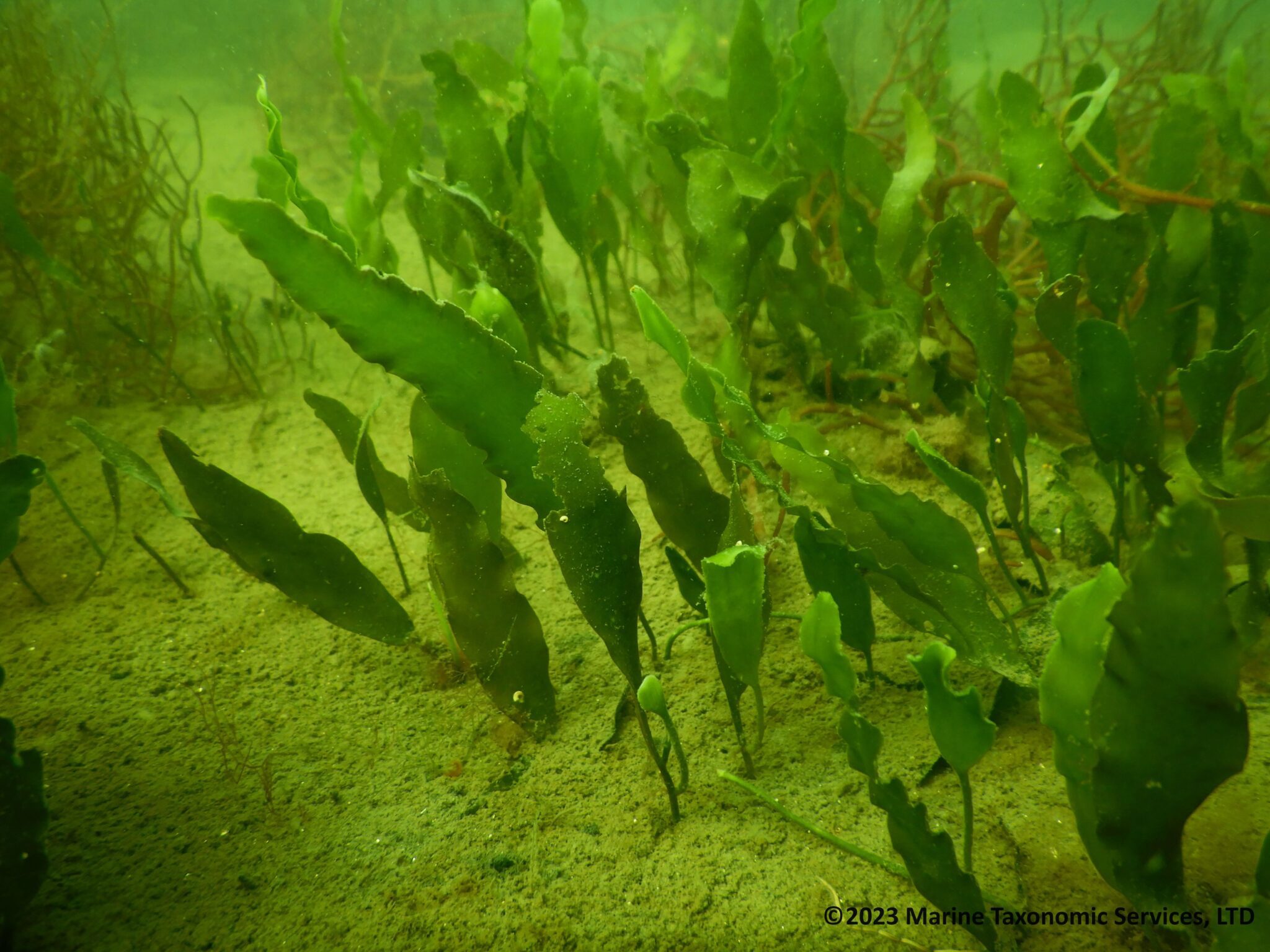 Invasive Seaweed Species Threatens San Diego Bay